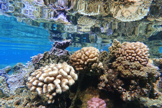 Moorea Private Boat Tour / Sea Scooter Snorkeling Tour - Final Thoughts