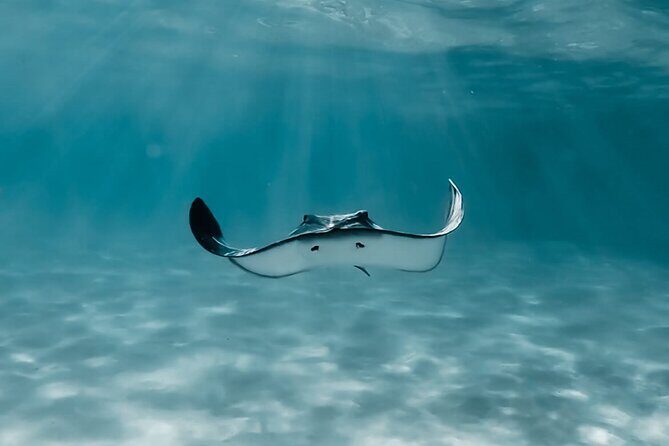 Moorea: Private Snorkeling Tour with Certify Guide - What to Expect From the Itinerary