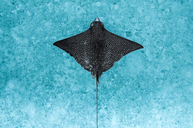 Moorea: Private Snorkeling Tour with Certify Guide - Why the Price Reflects Value