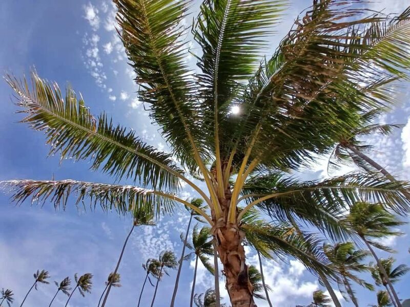 Moorea : Safari Nature and Culture Tour with local guide - Who Will Love This Tour?