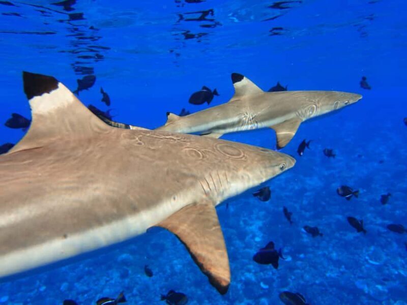 Moorea: Sea Scooter Snorkeling Tour - The Itinerary in Detail