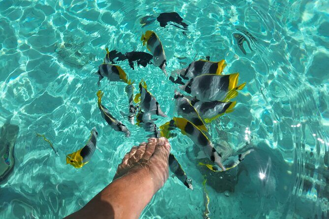 Moorea Solo or Twin Island Tour Jet Ski 4 hours - Logistics and Practical Tips