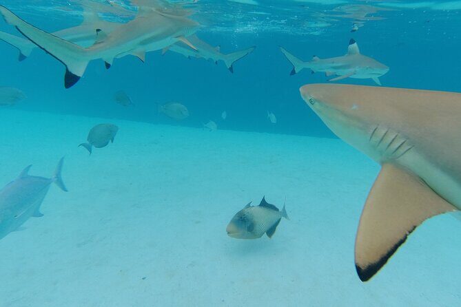 Moorea Solo or Twin Island Tour Jet Ski 4 hours - Frequently Asked Questions