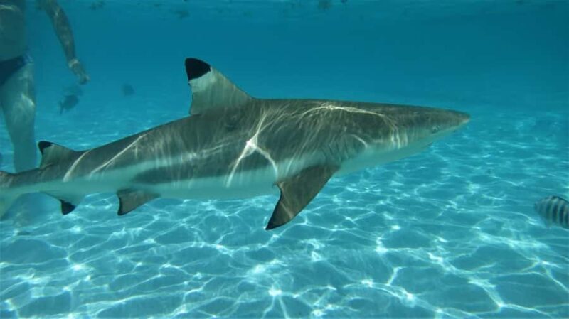 Moorea: Transparent Kayak Day Trip - Introduction to the Experience