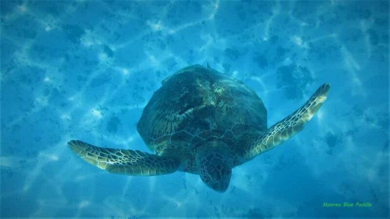 Moorea: Transparent Kayak Day Trip - What to Bring and Tips