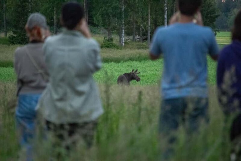 Moose safari with campfire dinner from Helsinki - Setting the Scene: What to Expect on Your Finnish Moose Safari  
