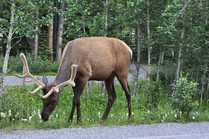 Moraine and Lake Louise with Yoho National Park Private Tour - Practical Tips