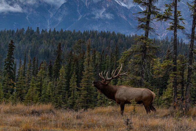Moraine Lake, Lake Louise, Banff Highlights & Wildlife Expedition - FAQ