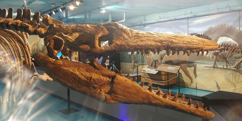 Morden, Manitoba: Full-Day Fossil Dig Tour with Instructor - Key Points