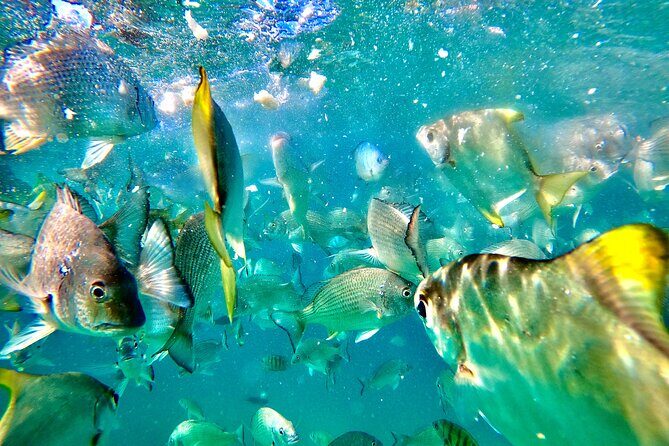 Moreton Island Day Trip (Kayak, Snorkel & Sandboard) frm Brisbane or Gold Coast - FAQ