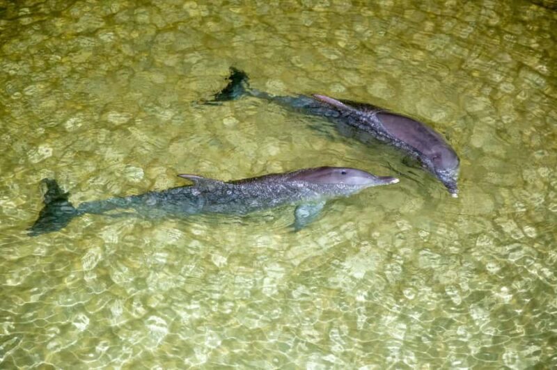 Moreton Island: Desert Safari Tour & Dolphin Viewing - What is Included in the Tour?