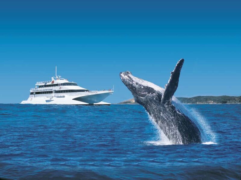 Moreton Island: Tangalooma Day Trip & Whale Watching Cruise - Considerations and Tips for a Smooth Experience