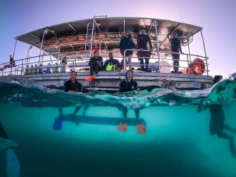 Moreton Island: Tangalooma Day Trip with Snorkeling Tour - Starting with the Journey: The Ferry to Paradise