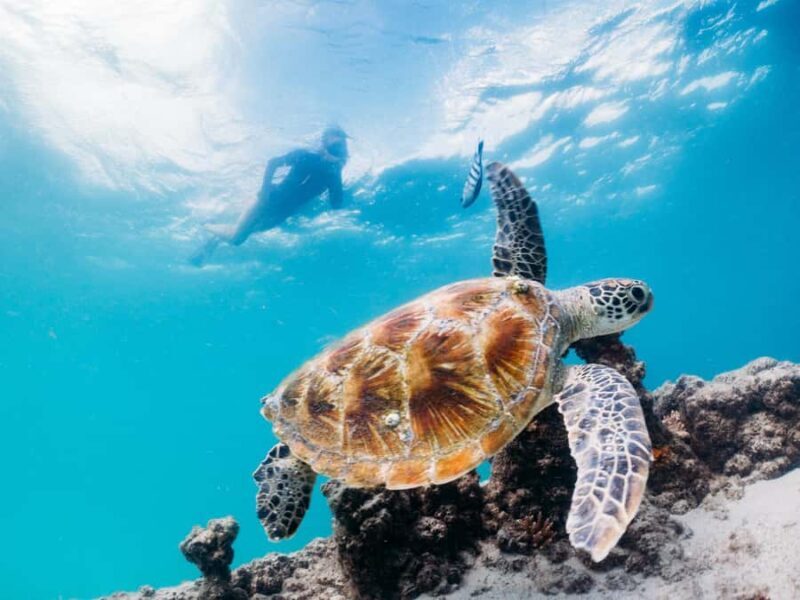 Moreton Island: Tangalooma Day Trip with Snorkeling Tour - Snorkelling the Iconic Wrecks: The Main Attraction