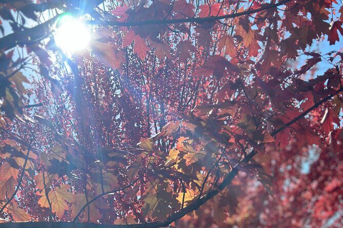 Morialta Falls Hike: Trails and Tales with a Foreign Flair - Who Will Love This Tour?