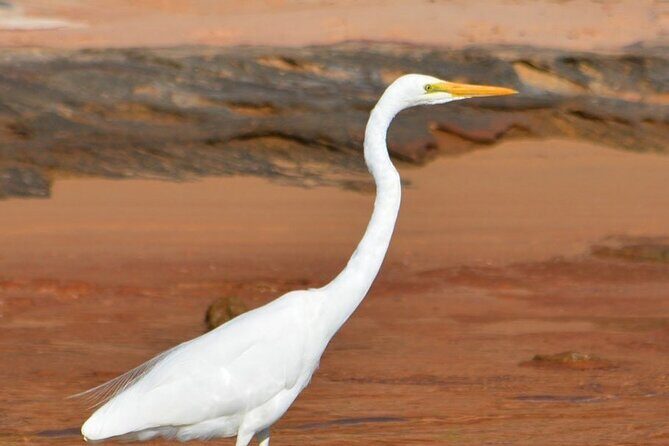 Morning Cruise on the Murchison River in Kalbarri (April to Nov) - Final Thoughts: Is It Worth It?