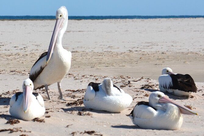 Morning Cruise on the Murchison River in Kalbarri (April to Nov) - FAQs