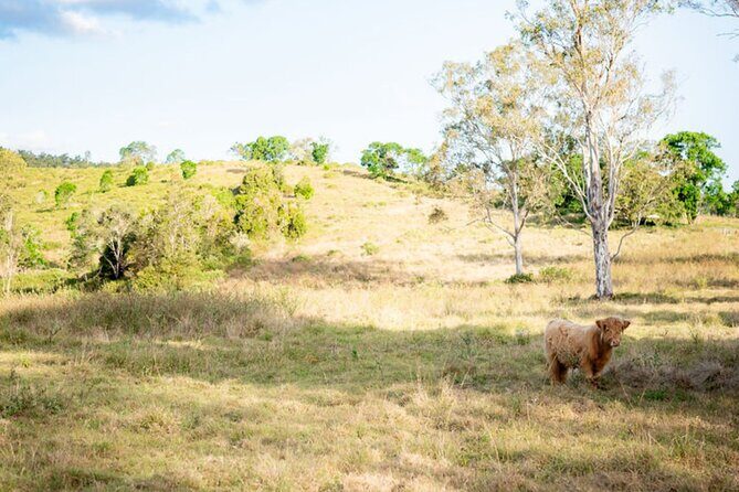 Morning Farm Experience near Gympie & Noosa - Who Would Love This Tour?