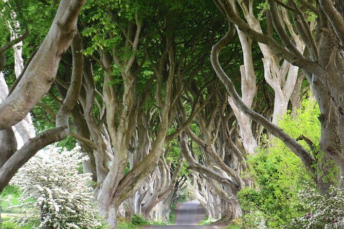 Morning Giant's Causeway Half Day Tour from Belfast - Key Points