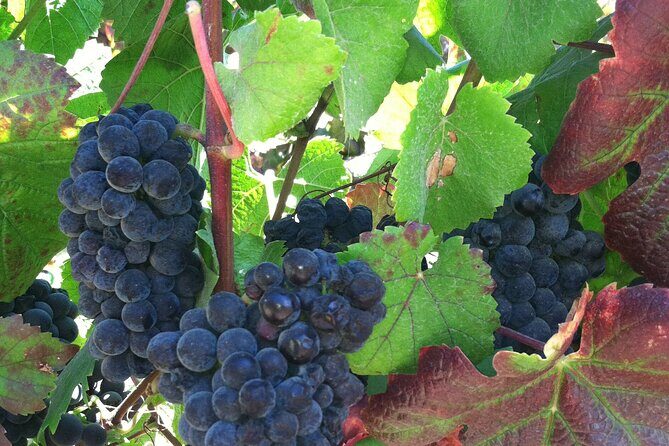 Morning Half Day Carmel Valley Wine Tasting Tour - Unpacking the Experience: What to Expect  