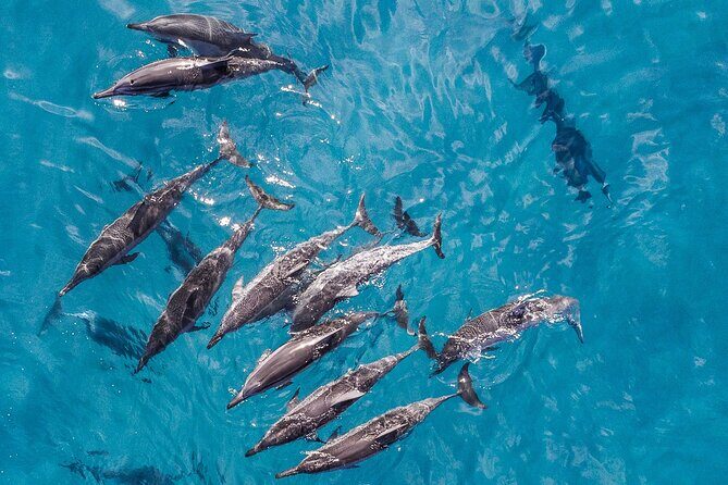 Morning Na Pali Adventure & Snorkel Tour (Hanalei Departure) - An In-Depth Look at the Na Pali Adventure & Snorkel Tour  