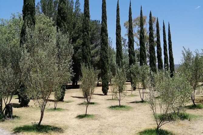 Morning Tour and Olive product tasting - Who Will Love This Tour?