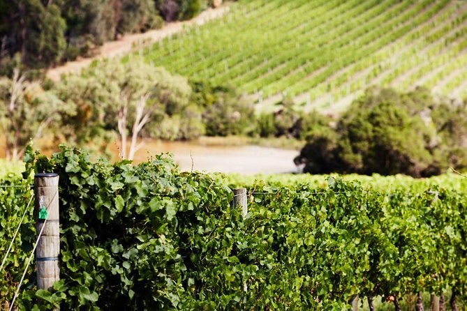 Mornington Peninsula Small Group Lunch & Art walk Pt Leo Estate - The Sum Up