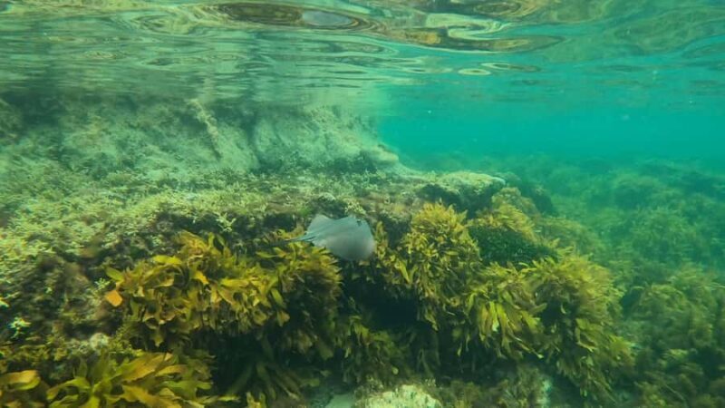 Mornington Peninsula: SUP & Snorkel Safari Tour incl Brunch - An In-Depth Look at the Mornington Peninsula SUP & Snorkel Safari