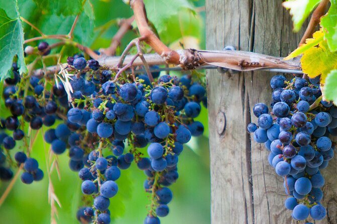 Mornington Peninsula Tour inc chairlift,beach boxes,lunch,choc tasting and more - Who Will Love This Tour?