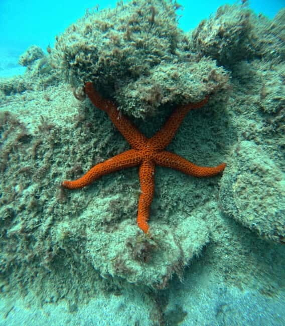 Morro Jable: Snorkeling Adventure - The Itinerary Breakdown: What to Expect from Start to Finish