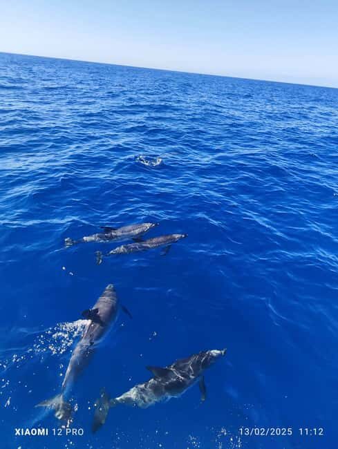 Morro Jable:Dolphin & Whale Watching Boat Tour & Snorkeling - A Deep Dive into the Experience