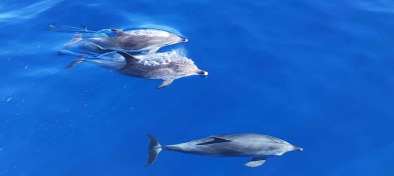 Morro Jable:Dolphin & Whale Watching Boat Tour & Snorkeling - What the Reviews Tell Us