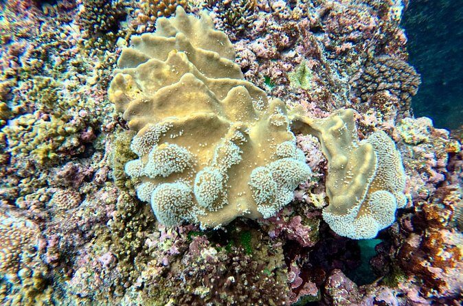 Moso Blue Cave Day Tour - Final Thoughts