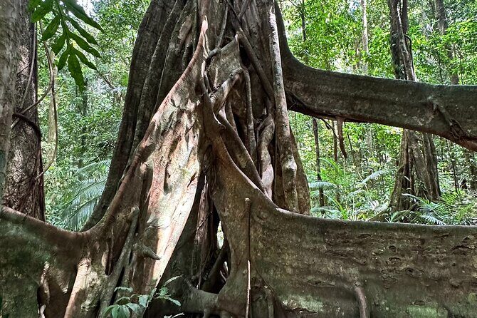 Mossman Gorge Daintree Experience Small Groups - FAQs