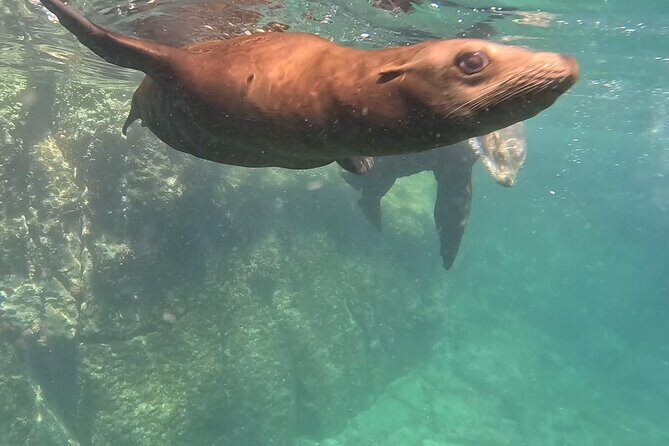 Most Popular Tour in La Paz Isla Espíritu Santo and Sea Lions - How the Tour Unfolds: A Detailed Breakdown
