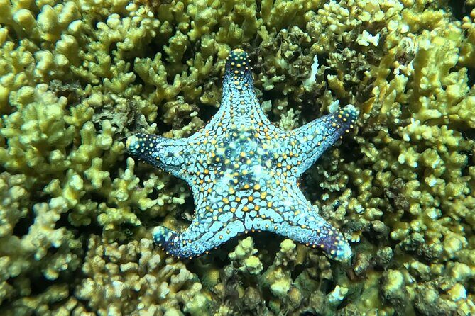 Most Popular Tour in La Paz Isla Espíritu Santo and Sea Lions - Who Is This Tour Best For?