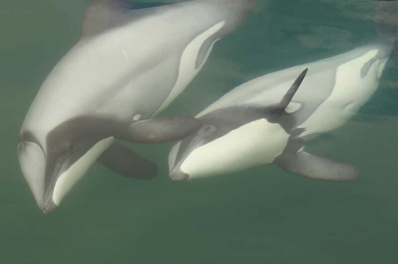 Motuara Island Sanctuary: Wildlife & Dolphin Watching Tour - Discovering New Zealand’s Marlborough Sounds: A Closer Look at the Motuara Island Sanctuary & Dolphin Tour