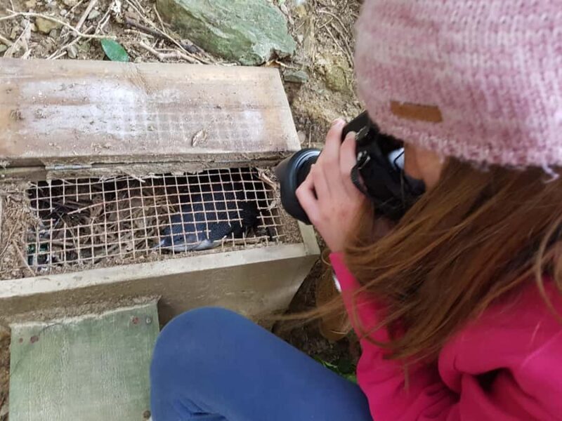 Motuara Island Sanctuary: Wildlife & Dolphin Watching Tour - Key Points