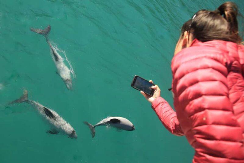 Motuara Island Sanctuary: Wildlife & Dolphin Watching Tour - Final Thoughts for Potential Travelers