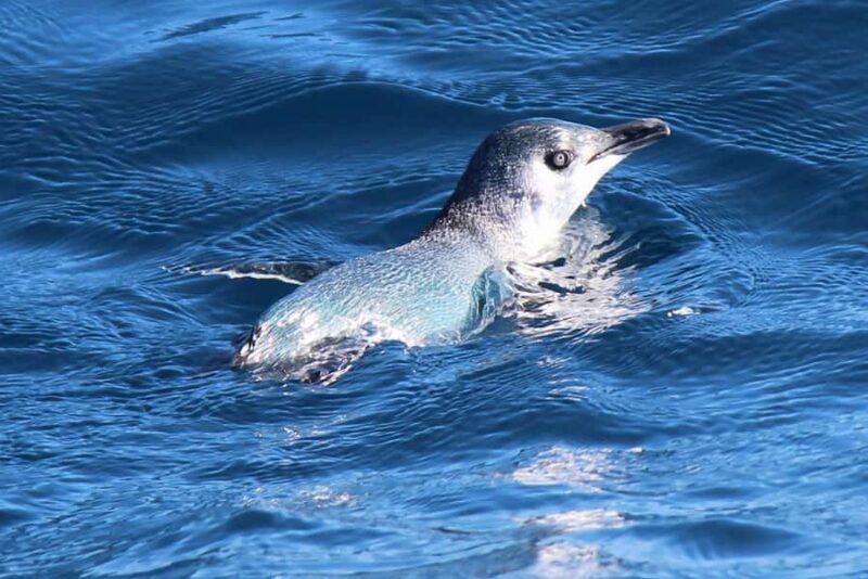 Motuara Island Sanctuary: Wildlife & Dolphin Watching Tour - Frequently Asked Questions (FAQs)