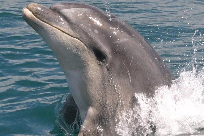 Motuara Wildlife Sanctuary Tour and Dolphin Cruise from Picton - FAQs