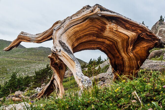 Mount Blue Sky Alpine Summit & Red Rocks Tour from Denver - Food and Dietary Options