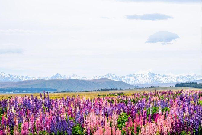 Mount Cook Day Tour from Queenstown - FAQs