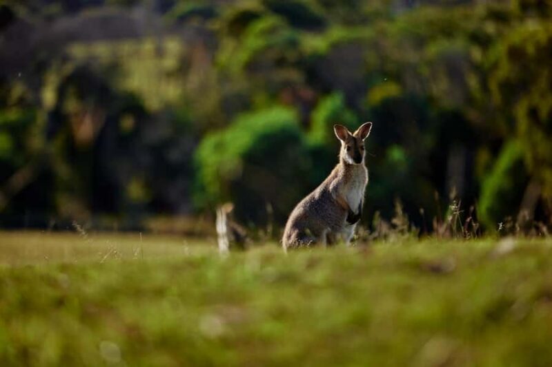 Mount Cotton: Winery Tour & Tasting with 3-Course Lunch - Practical Details & Tips