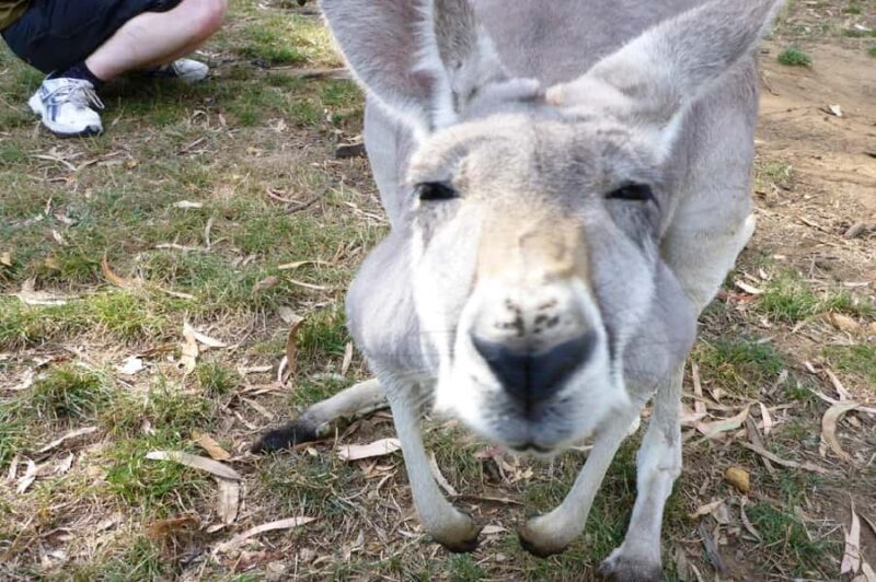 Mount Lofty Downhill Bike Tour & Cleland Wildlife Park Visit - The Authenticity of the Experience