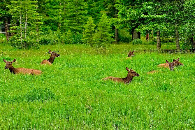 Mount Royal Hotel to Banff National Park Minivan Tour - Key Points