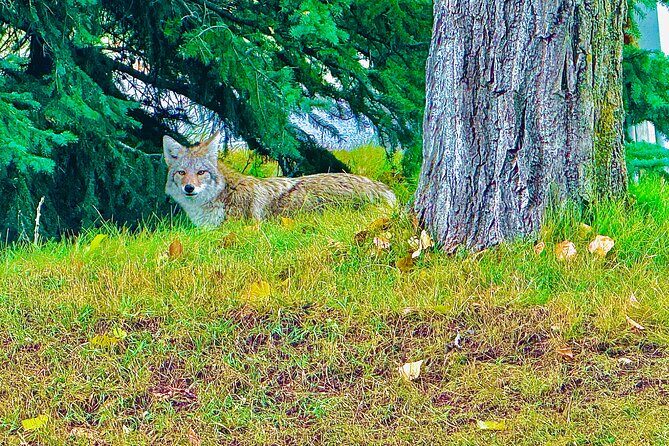 Mount Royal Hotel to Banff National Park Minivan Tour - Why You Might Love This Tour