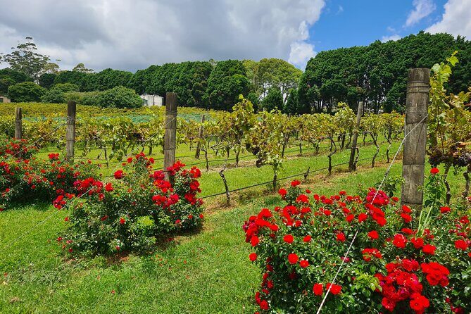 Mount Tamborine Wine Tasting Tour from Brisbane or the Gold Coast - The Experience: What You Can Expect on This Tour