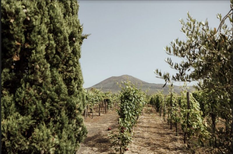 Mount Vesuvius: Vineyard Tour with Wine Tasting and Lunch - Authentic Experiences from Visitors