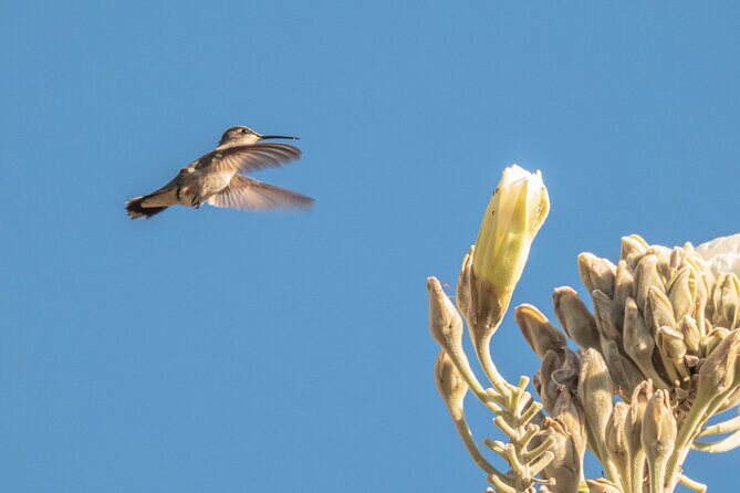 Mountain Hike & Rituals - Why This Tour Is Worth Considering